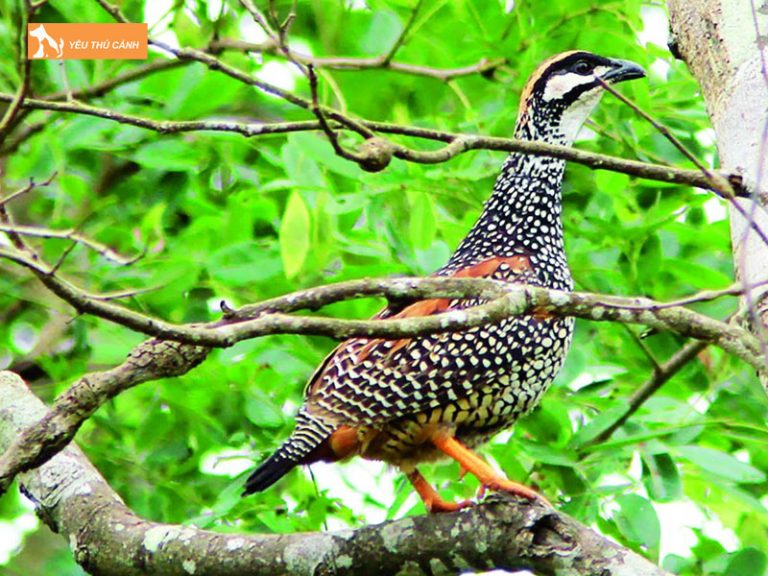 Cách nuôi chim Đa Đa chi tiết, cực dễ mau lớn cho người mới