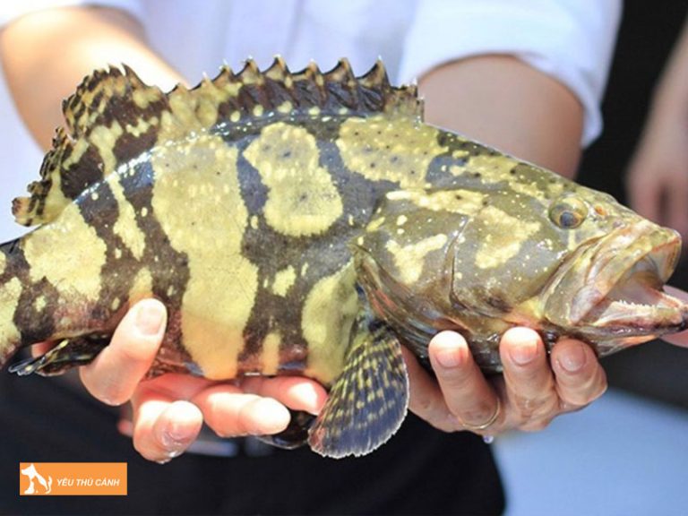 Cách nuôi cá bống mú đơn giản, thu nhập cực khủng | thucanh