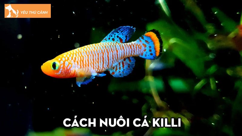 Cách nuôi cá Killi khỏe mạnh, màu sắc rực rỡ cực đẹp | thucanh