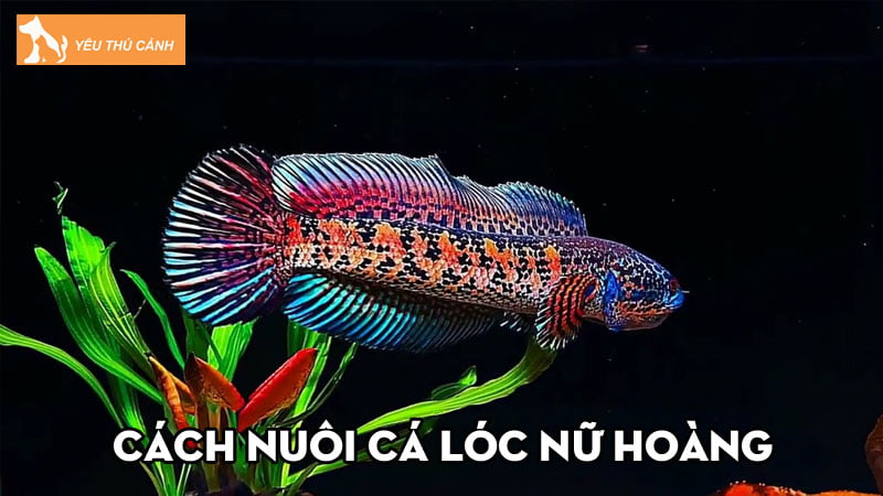 Cách nuôi cá lóc nữ hoàng khỏe đẹp cho người mới bắt đầu | thucanh