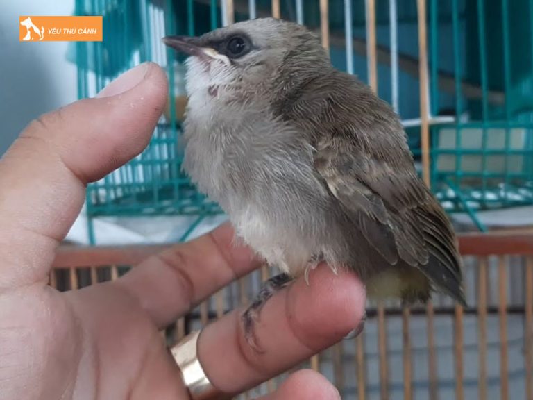 Cách nuôi chim Chao Chảo đơn giản, hiệu quả từ A-Z | thucanh