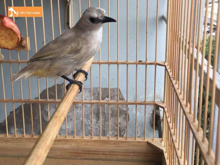 Cách nuôi chim Chao Chảo đơn giản, hiệu quả từ A-Z | thucanh