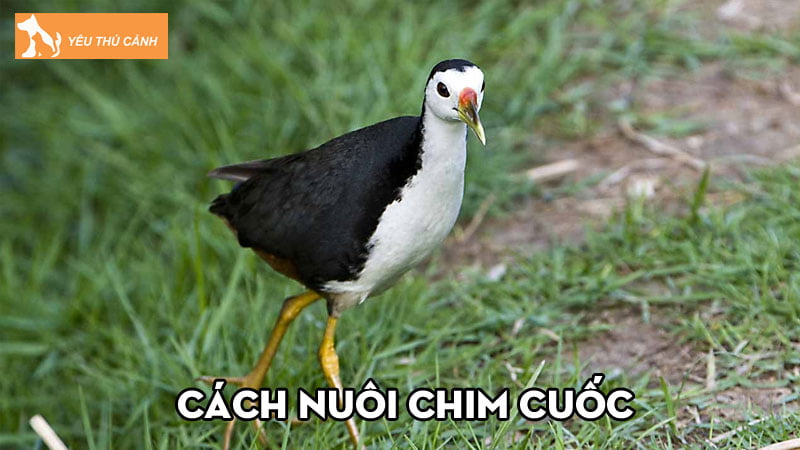 Cách nuôi chim cuốc khỏe mạnh, sống lâu và đẹp nhất