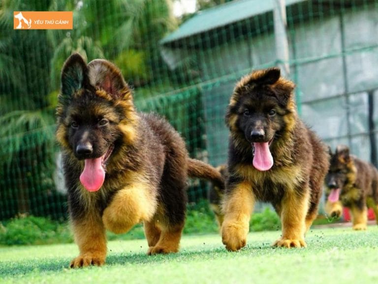 Chó Becgie là gì? Cách nuôi chó Becgie phát triển khỏe mạnh | thucanh