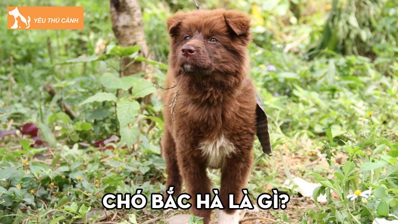 Chó Bắc Hà là gì? Kinh nghiệm nuôi chó Bắc Hà khôn lanh, khỏe đẹp