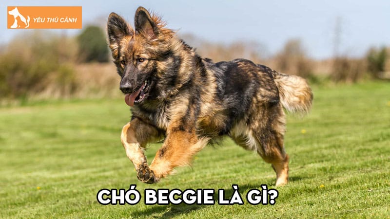 Chó Becgie là gì? Cách nuôi chó Becgie phát triển khỏe mạnh | thucanh