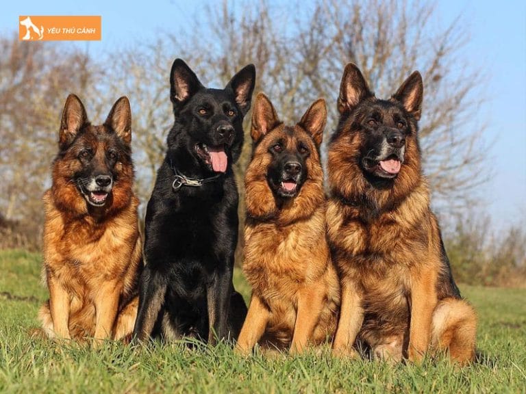 Chó Becgie là gì? Cách nuôi chó Becgie phát triển khỏe mạnh | thucanh