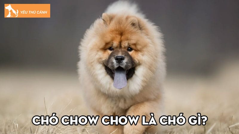 Chó Chow Chow là chó gì? Làm thế nào để nuôi chúng khỏe mạnh?
