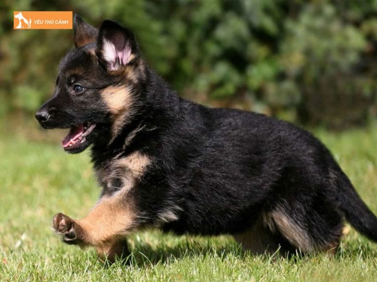 Chó Becgie là gì? Cách nuôi chó Becgie phát triển khỏe mạnh | thucanh