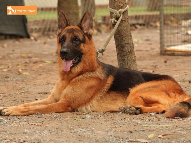 Chó Becgie là gì? Cách nuôi chó Becgie phát triển khỏe mạnh | thucanh