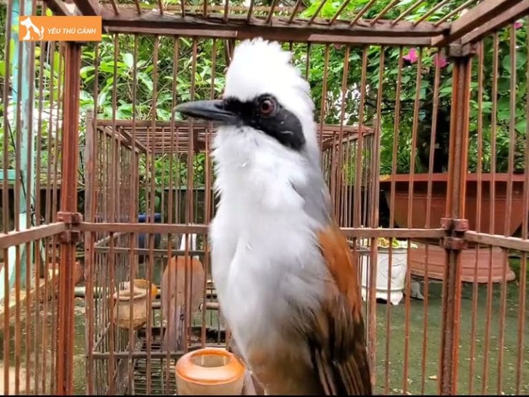 Cách nuôi chim bồ chao hiệu quả, chuẩn không cần chỉnh | thucanh