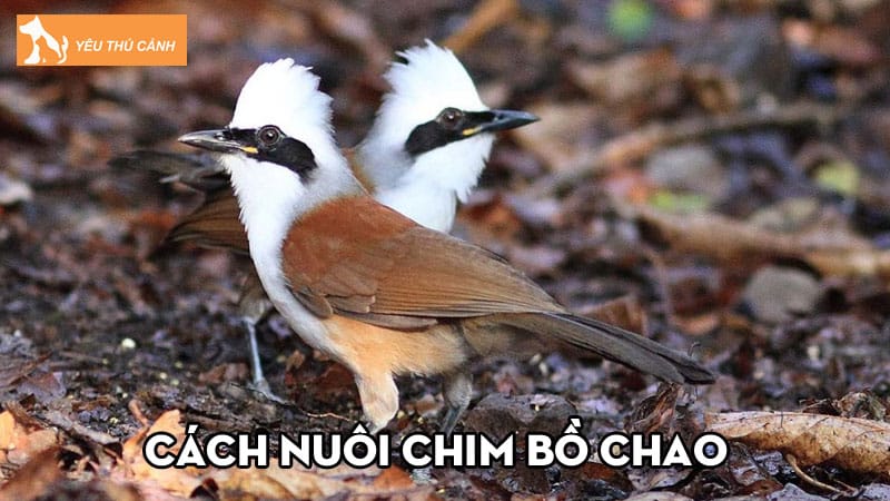 Cách nuôi chim bồ chao hiệu quả, chuẩn không cần chỉnh | thucanh