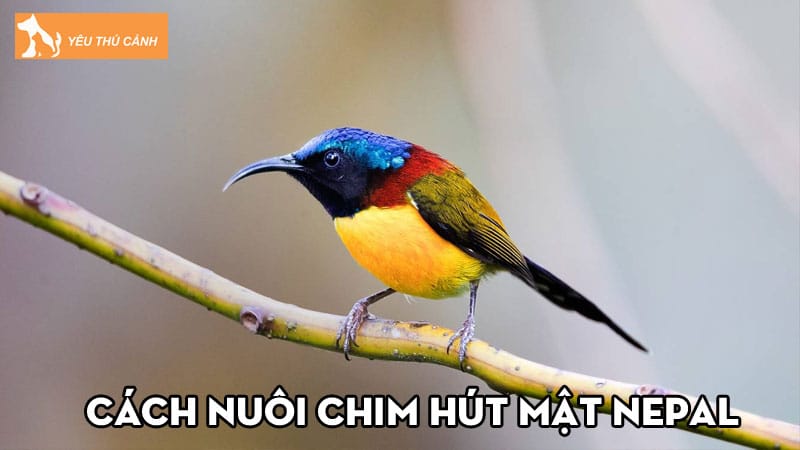 Cách nuôi chim hút mật Nepal cực đẹp, cực đơn giản | thucanh