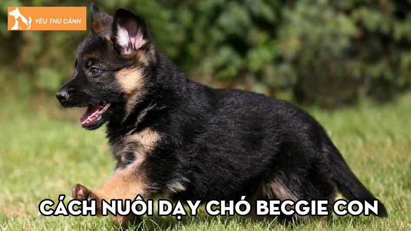Cách nuôi dạy chó Becgie con thông minh, phát triển khỏe mạnh