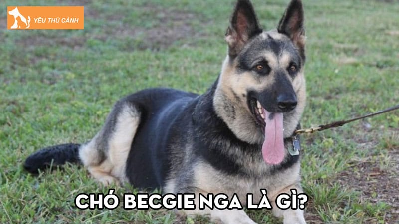 Chó Becgie Nga là gì? Những lưu ý đặc biệt cần để tâm khi nuôi | thucanh