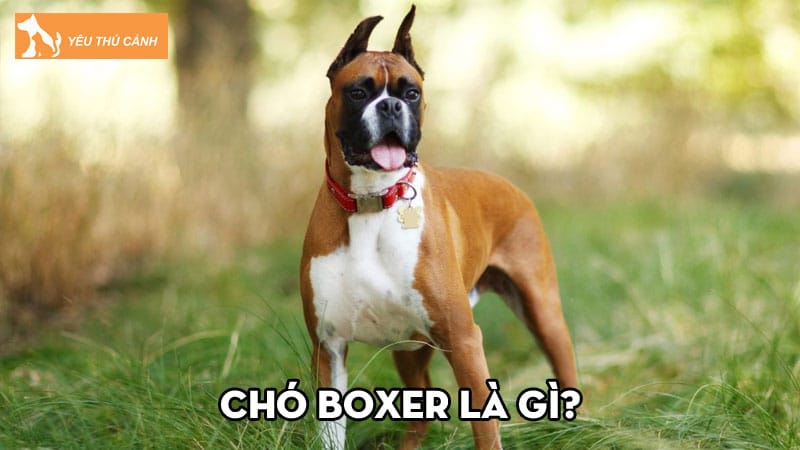 Chó Boxer là gì? Cách nuôi chó Boxer võ sĩ khỏe mạnh | thucanh