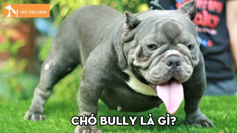 Chó Bully là gì? Một số lưu ý về cách nuôi chó Bully Mỹ | thucanh