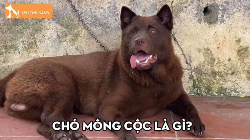 Chó Mông Cộc là gì? Cách nuôi chó chó H’mông Cộc thông minh