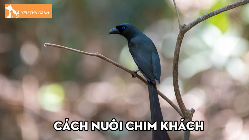 Chim ri là gì? Cách nuôi và mẹo bẫy chim ri hiệu quả cho anh em