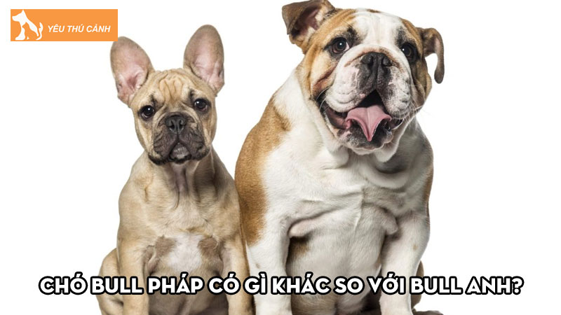 Chó Bull Pháp có gì khác so với Bull Anh? Lưu ý cần biết khi nuôi
