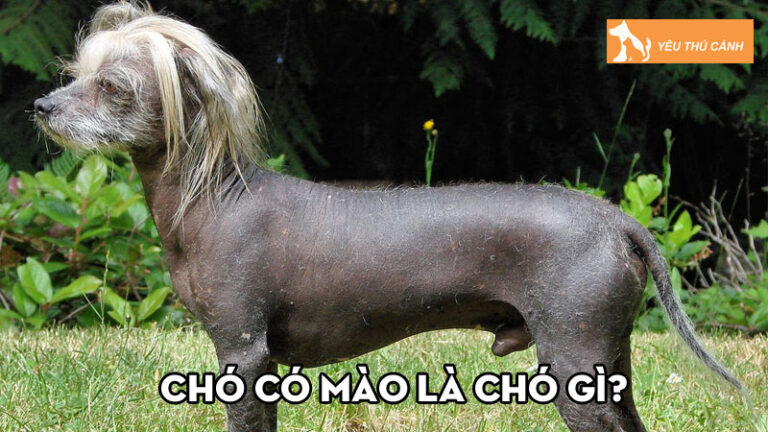 Thucanh.vn - Website chuyên thông tin dành cho thú cưng, vật nuôi