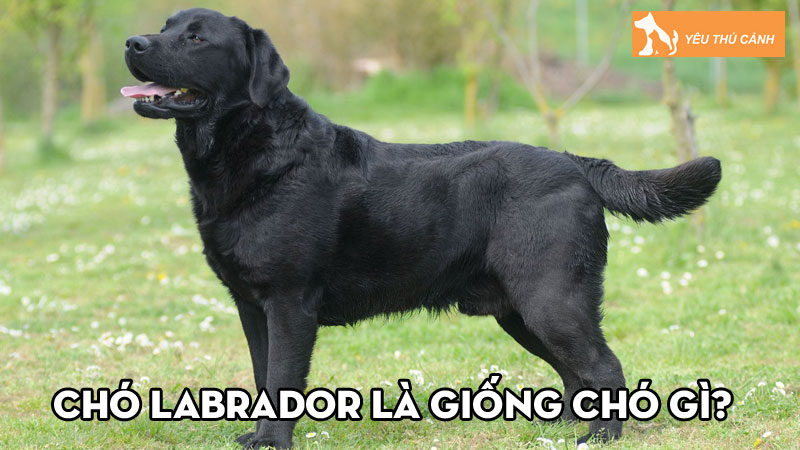 Chó Labrador là giống chó gì? Những điều cần biết khi nuôi