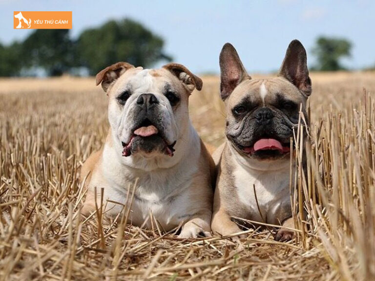 Chó Bull Pháp có gì khác so với Bull Anh? Lưu ý cần biết khi nuôi