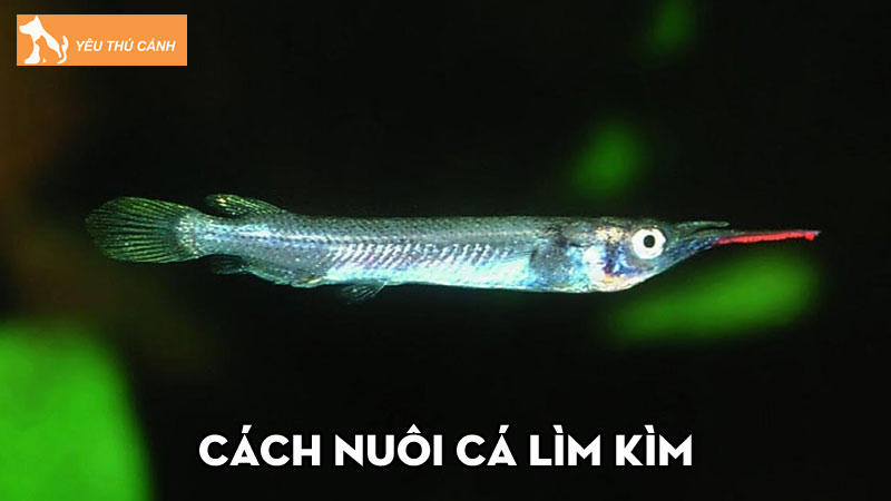 Cách nuôi cá lìm kìm hiệu quả, mang lại giá trị kinh tế cao