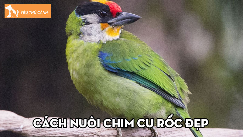 Cách nuôi chim cu rốc đẹp và hót cực hay không nên bỏ qua