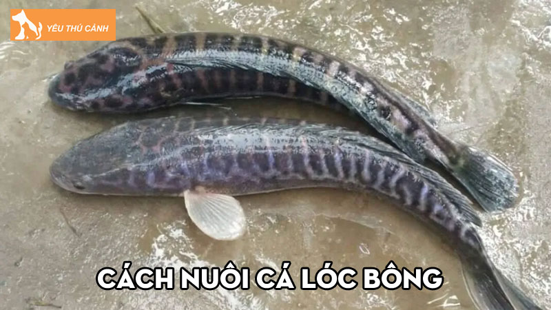 Cách nuôi cá lóc bông thương phẩm hiệu quả, thu nhập hấp dẫn