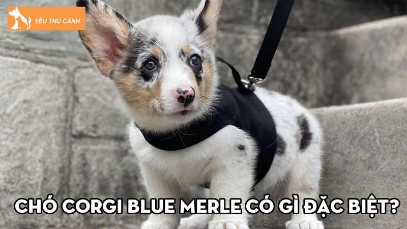 Chó Corgi Blue Merle có gì đặc biệt? Giá bán ra sao hiện nay?
