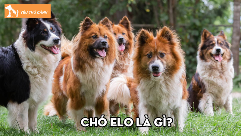 Chó Elo là gì? Bật mí đặc điểm và kinh nghiệm nuôi | thucanh