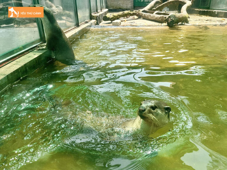 Cách nuôi rái cá với những bước cơ bản bạn nên biết | thucanh