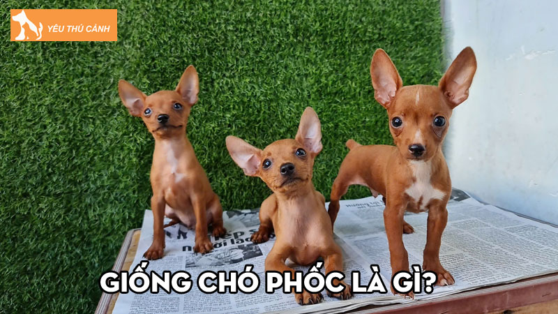 Giống chó Phốc là gì? Kinh nghiệm nuôi và những điều cần biết