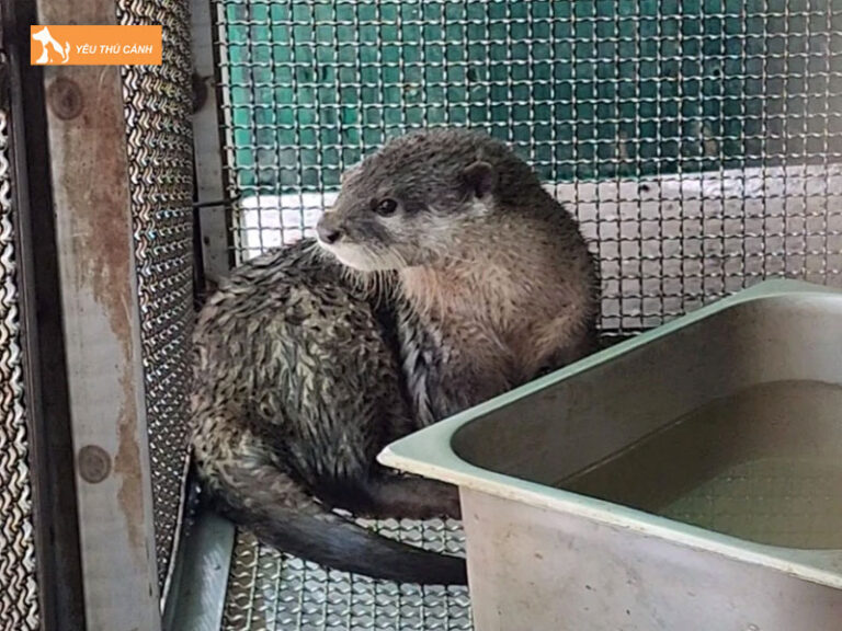 Cách nuôi rái cá với những bước cơ bản bạn nên biết | thucanh