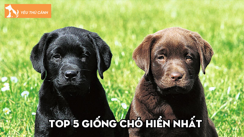 Top 5 giống chó hiền nhất đáng nuôi cho gia đình | thucanh