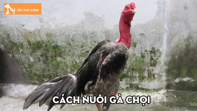 Cách nuôi gà chọi cho người mới chơi từ A đến Z | thucanh