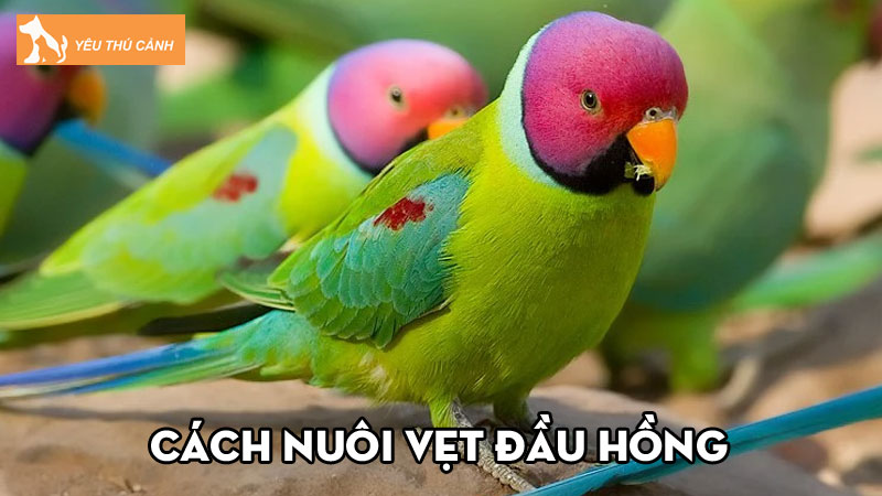 Cách nuôi vẹt đầu hồng đơn giản, phát triển khỏe mạnh