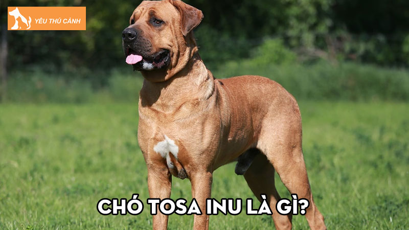 Chó Tosa Inu là gì? Một số kinh nghiệm cần biết khi nuôi | thucanh
