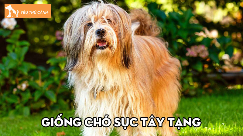 Những sự thật thú vị về giống chó sục Tây Tạng và cách nuôi