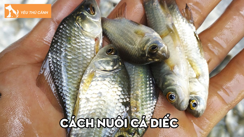 Cách nuôi cá diếc thương phẩm hiệu quả, giá trị kinh tế cao