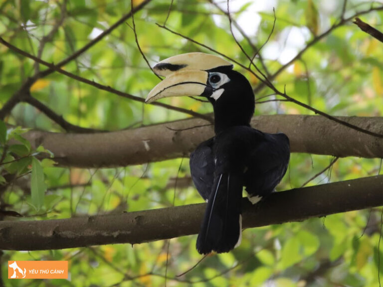 Cách nuôi chim cao cát đúng kỹ thuật, sống lâu | thucanh