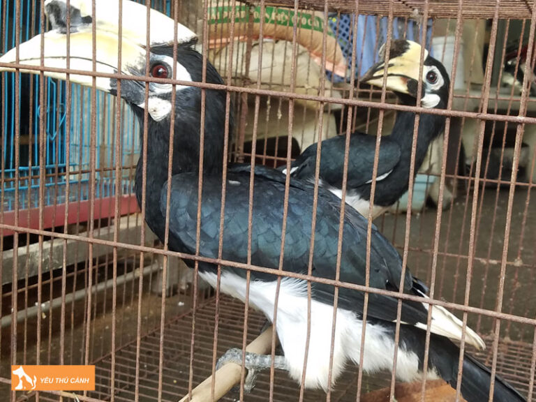 Cách nuôi chim cao cát đúng kỹ thuật, sống lâu | thucanh