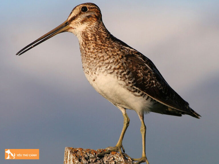 Cách nuôi chim dẽ giun hiệu quả, đúng kỹ thuật | thucanh