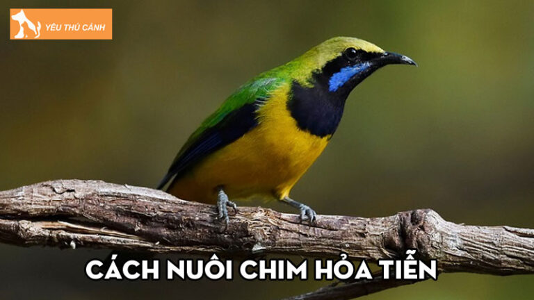 Chim ri là gì? Cách nuôi và mẹo bẫy chim ri hiệu quả cho anh em