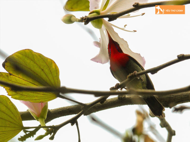 Cách nuôi chim hút mật đỏ đẹp, lớn nhanh như thổi | thucanh