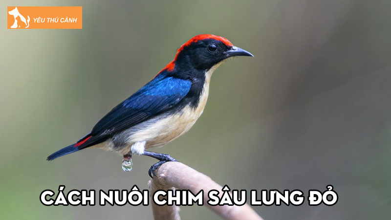 Cách nuôi chim Sáo sậu đầu trắng khỏe mạnh, hót hay cực dễ