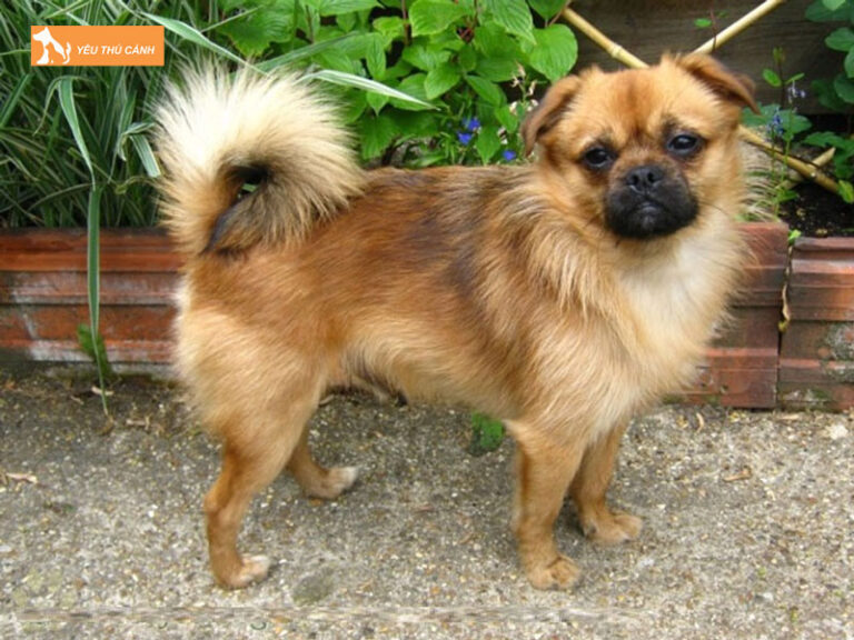 Top 5 giống chó Pug lai dễ thương được yêu thích nhất | thucanh