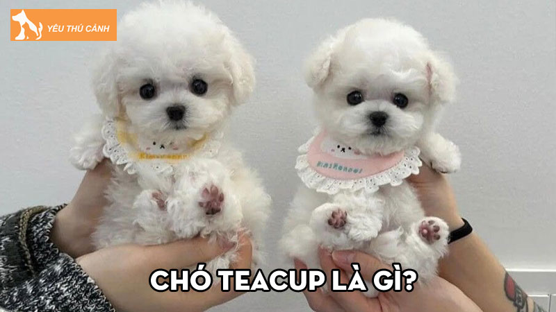 Chó Teacup là gì? Cách chăm sóc ra sao? Giá bán như thế nào?