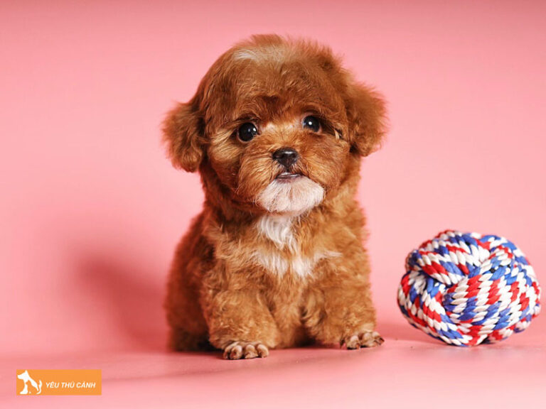 Chó Teacup là gì? Cách chăm sóc ra sao? Giá bán như thế nào?